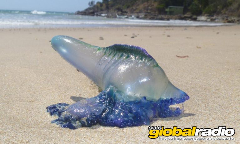 Dangerous Jellyfish Found On Costa Del Sol Beaches - 93.6 Global Radio